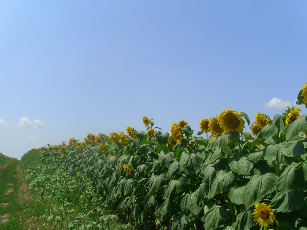 imagini-Colelia-10-1024×768 – Primaria Colelia