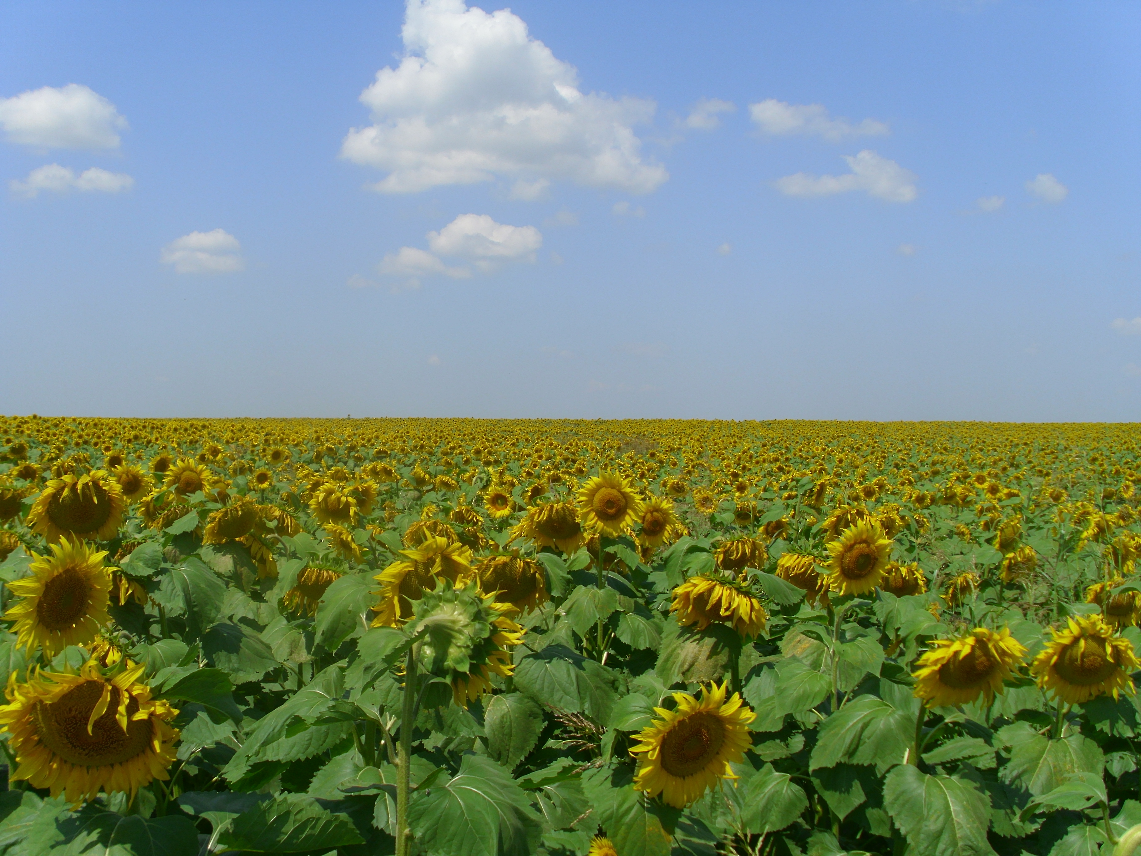 imagini-Colelia-11 – Primaria Colelia