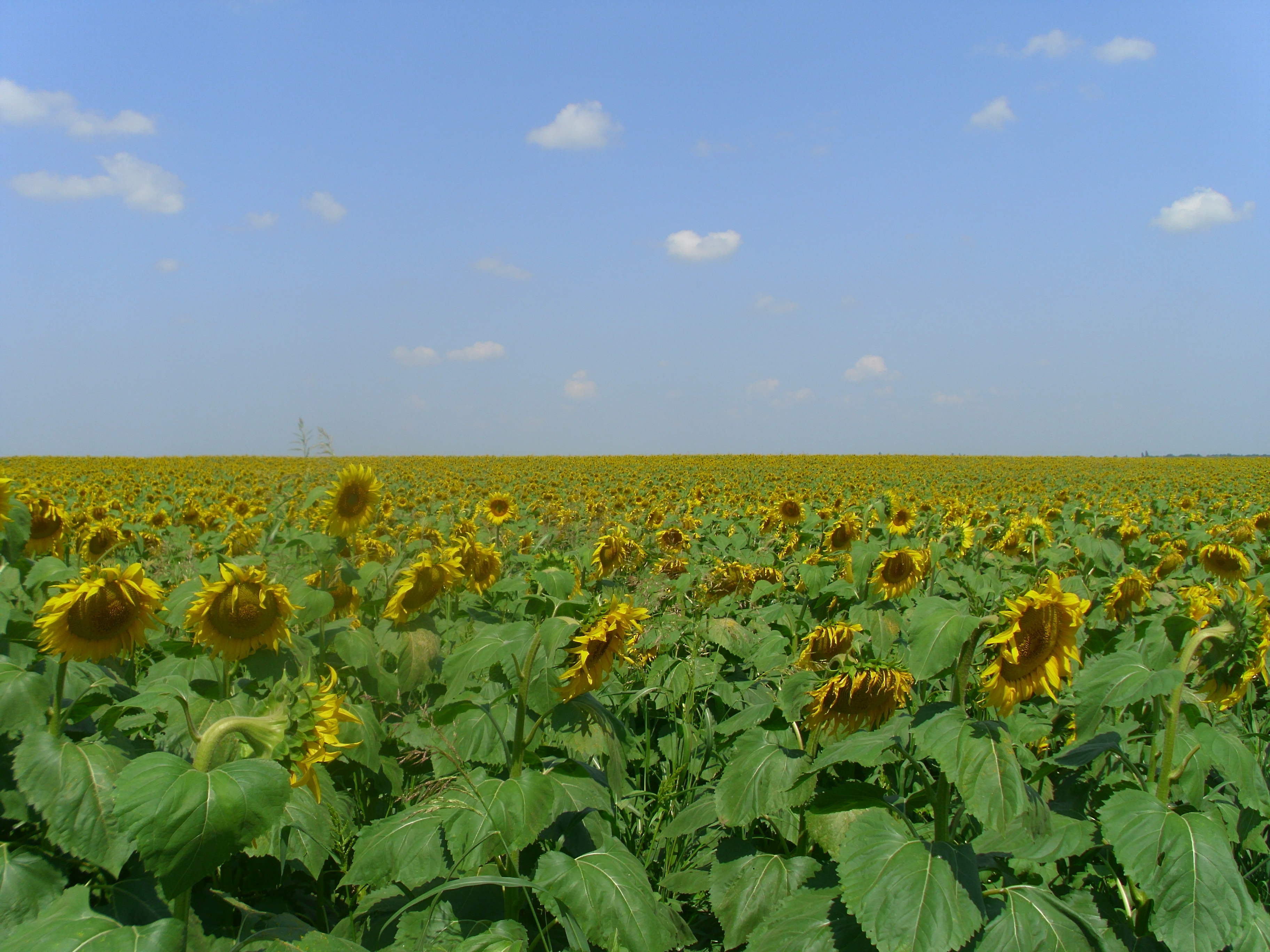 imagini-Colelia-13 – Primaria Colelia