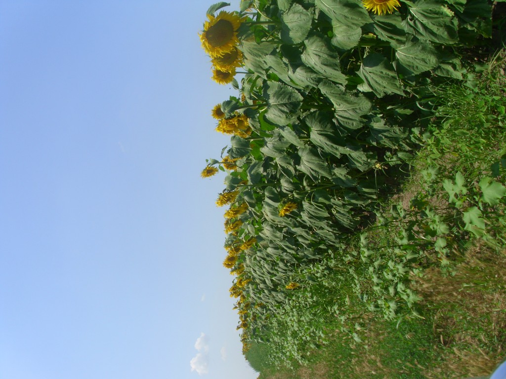 imagini Colelia (9) – Primaria Colelia