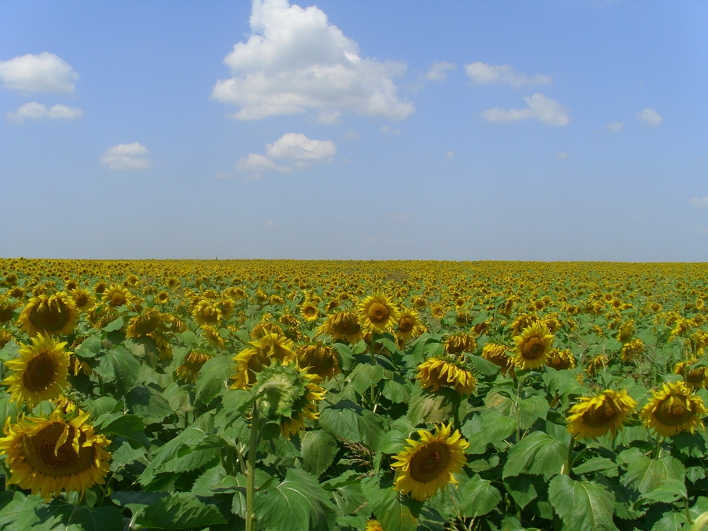 imagini Colelia (11) – Primaria Colelia