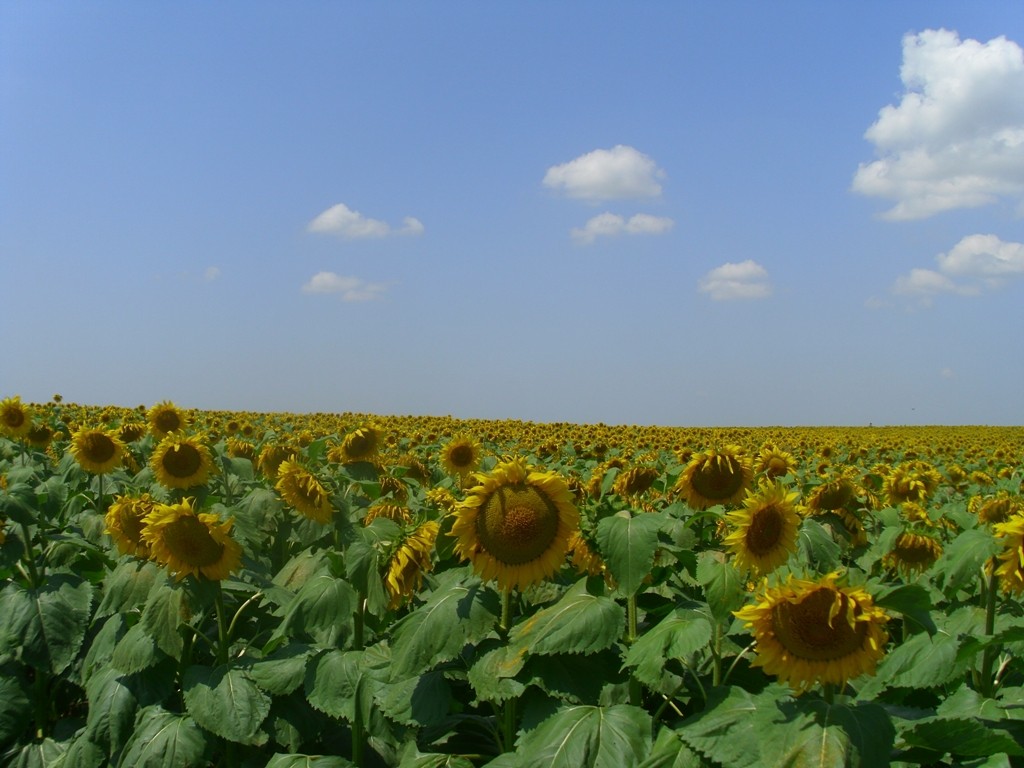 imagini Colelia (12) – Primaria Colelia