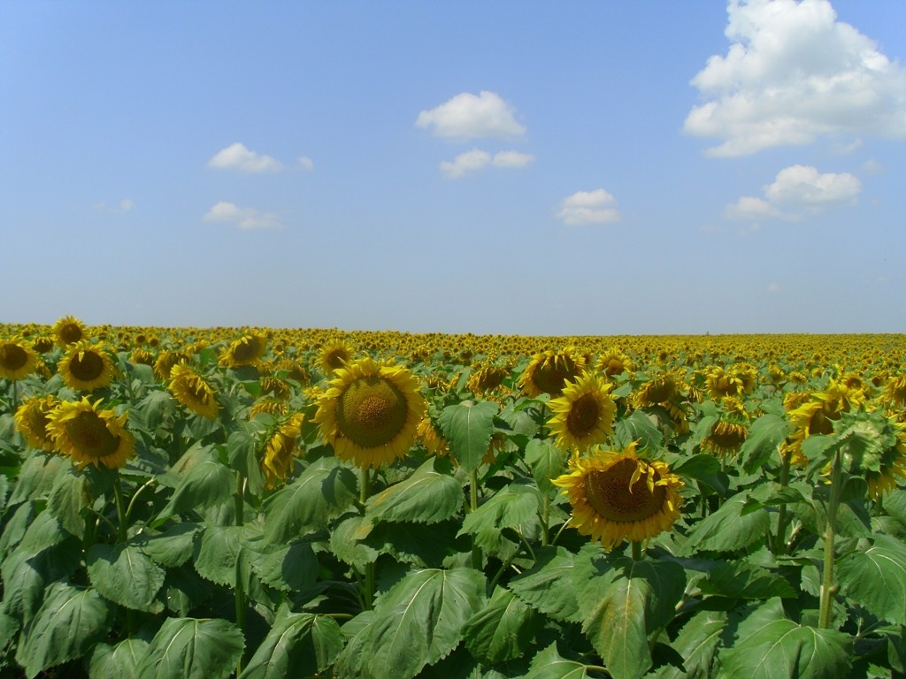 imagini Colelia (15) – Primaria Colelia