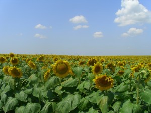 imagini Colelia (15) – Primaria Colelia